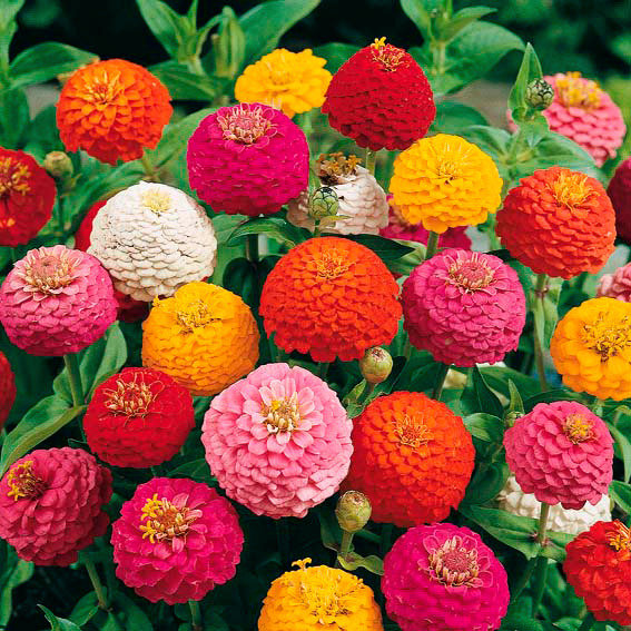 Nasiona mieszanka roślin Thumbelina 0,5 g (5903837360406) • Cena ...