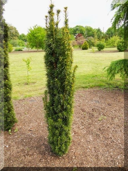 Cis kolumnowy 40 cm • Cena, Opinie • Drzewa i krzewy liściaste ...