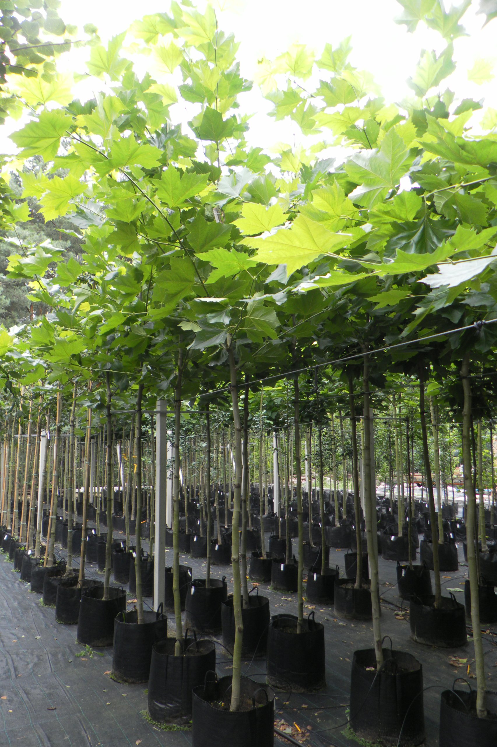PLATAN KLONOLISTNY (PLATANUS HISPANICA ACERIFOLIA) - 6904633057 ...