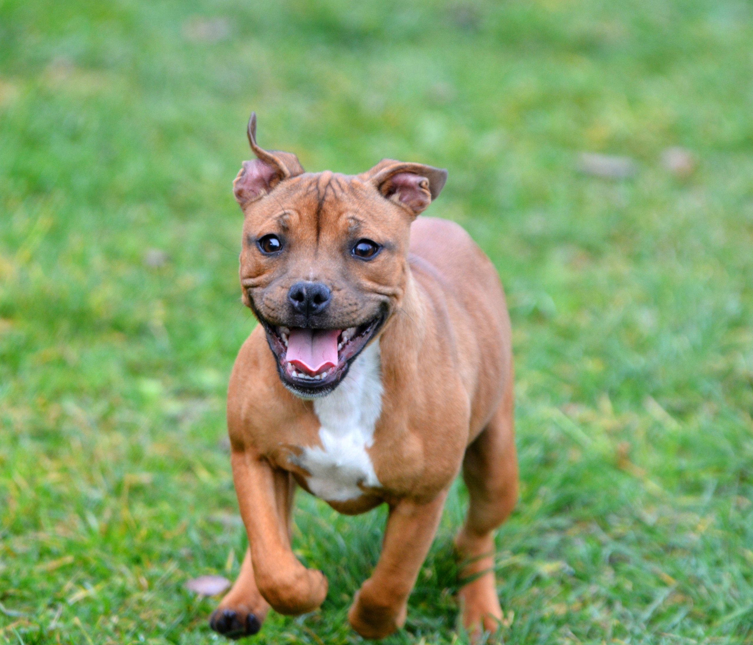 Staffordshire bull terrier, staffik, ZKwP/ FCI - 7512055651 - oficjalne ...