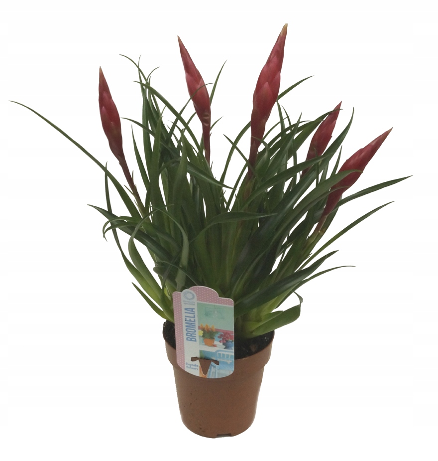 BROMELIA VRIESEA ASTRID NA PREZENT DONICZKA KWIAT - 7716856854 ...