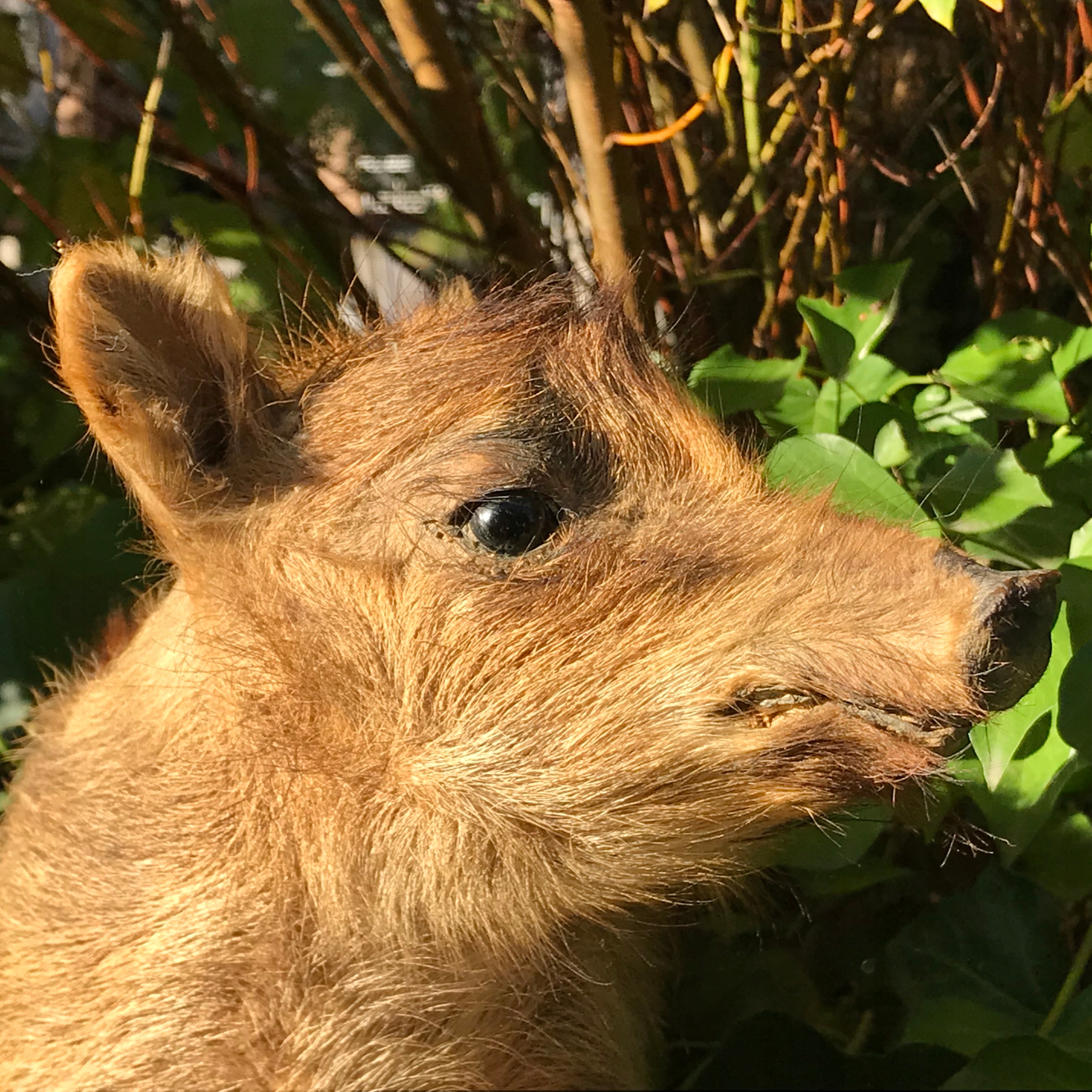 Warchlak młody dzik trofeum myśliwskie - 7655048290 - oficjalne ...