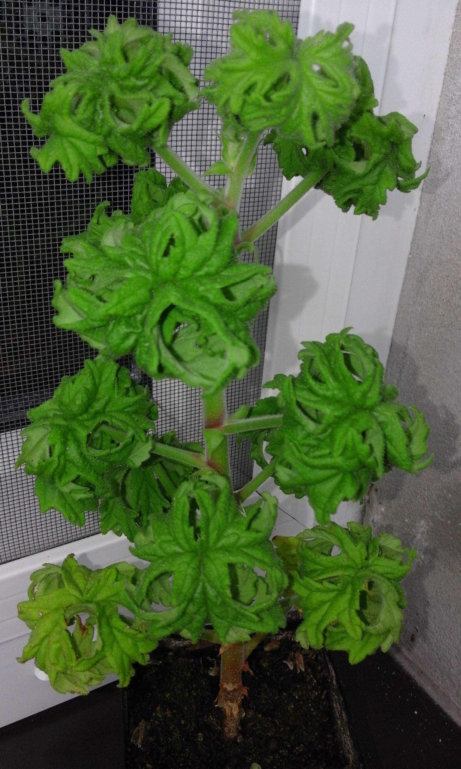 Pelargonia pachnąca, geranium, anginka, cytrynka. - 7723995577 ...