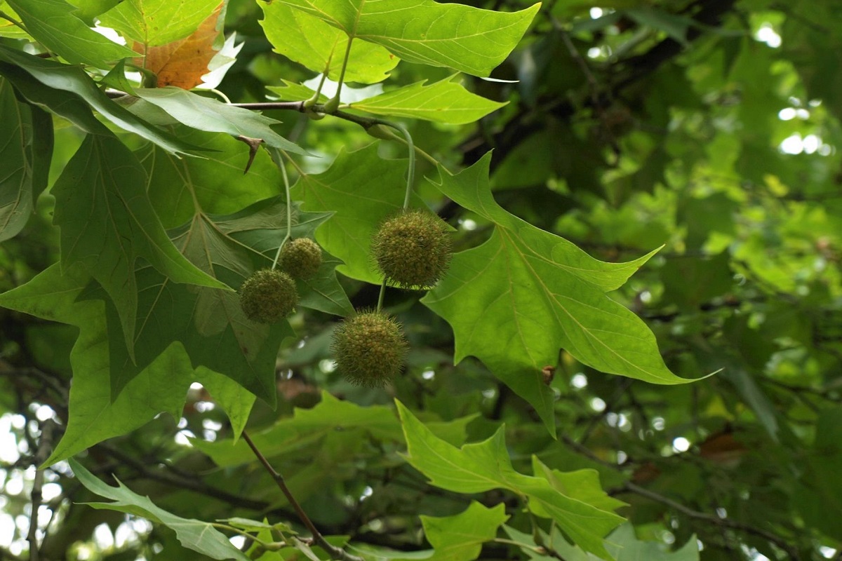 Platan – nowy gość w Polsce - Allegro.pl