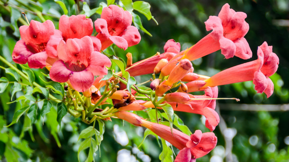 Milin amerykański – jak uprawiać? - Allegro.pl