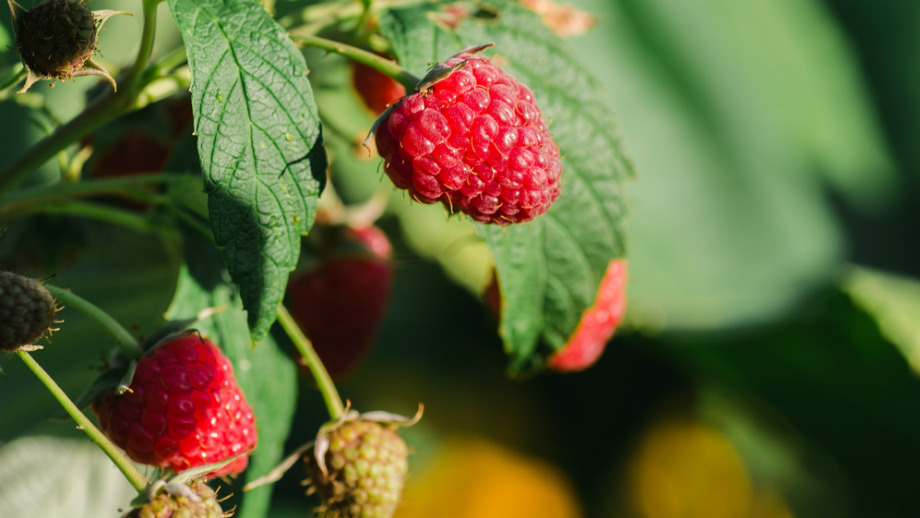 Najczęstsze choroby malin - Allegro.pl