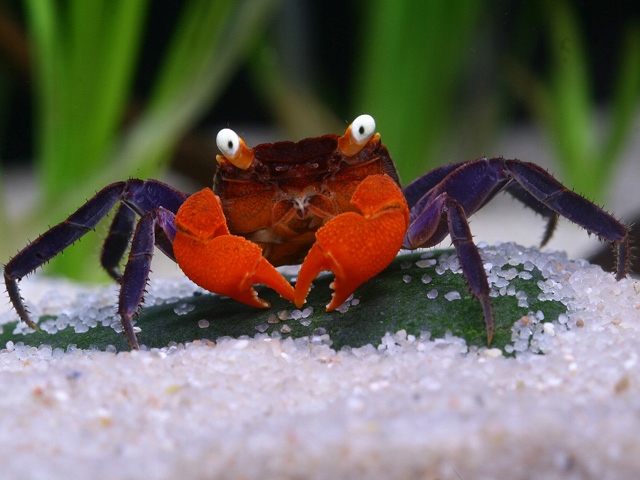 KRAB RED DEVIL Geosesarma sp. red devil MINIATURKA - 6978516249 ...