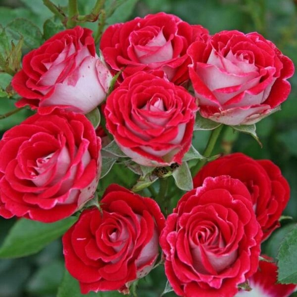 acm RÓŻA ŚLICZNOTKA Z KOBLENCJI BIAŁO RÓŻOWA C3 - 7532076545 ...