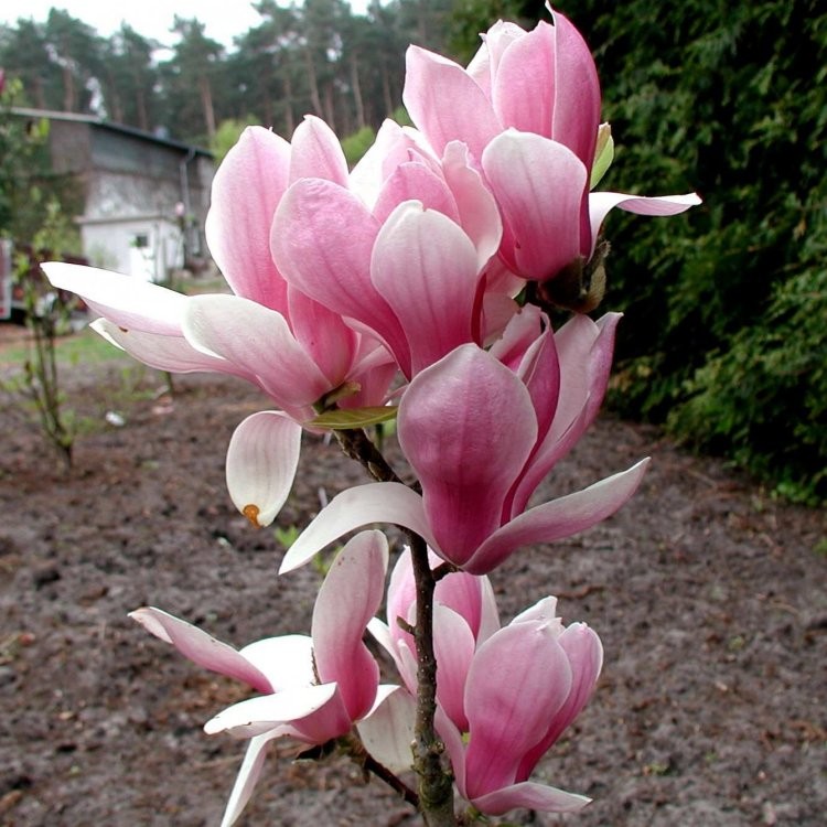 Magnolia soulangeana 'Fragrant Cloud' - 7270615512 - oficjalne archiwum ... Magnolia soulangeana 'Fragrant Cloud' - 7270615512 - oficjalne archiwum ...